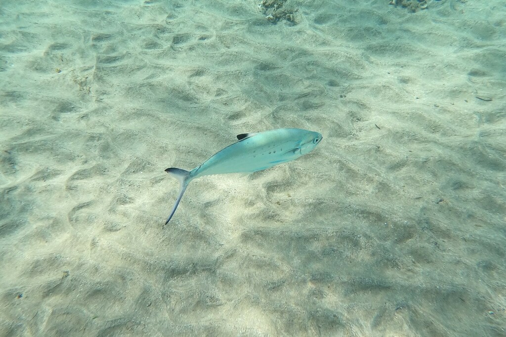 Lesser Queenfish from Marsa Alam, Red Sea Governorate, Egypt on ...