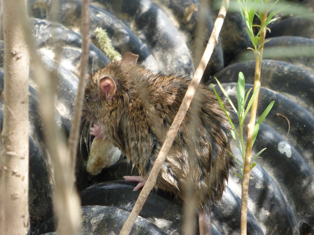House Mouse from Anning District, Lanzhou, Gansu, China on April 29 ...