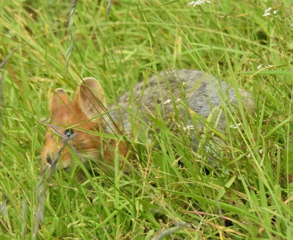 Chinese Red Pika from Langmusi, Luqu County, Gannan Tibetan Autonomous ...