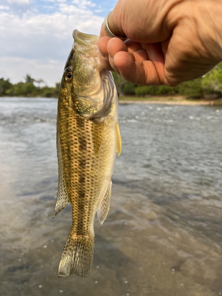 Brownspot Largemouth (Serranochromis thumbergi) - Marine Life ...
