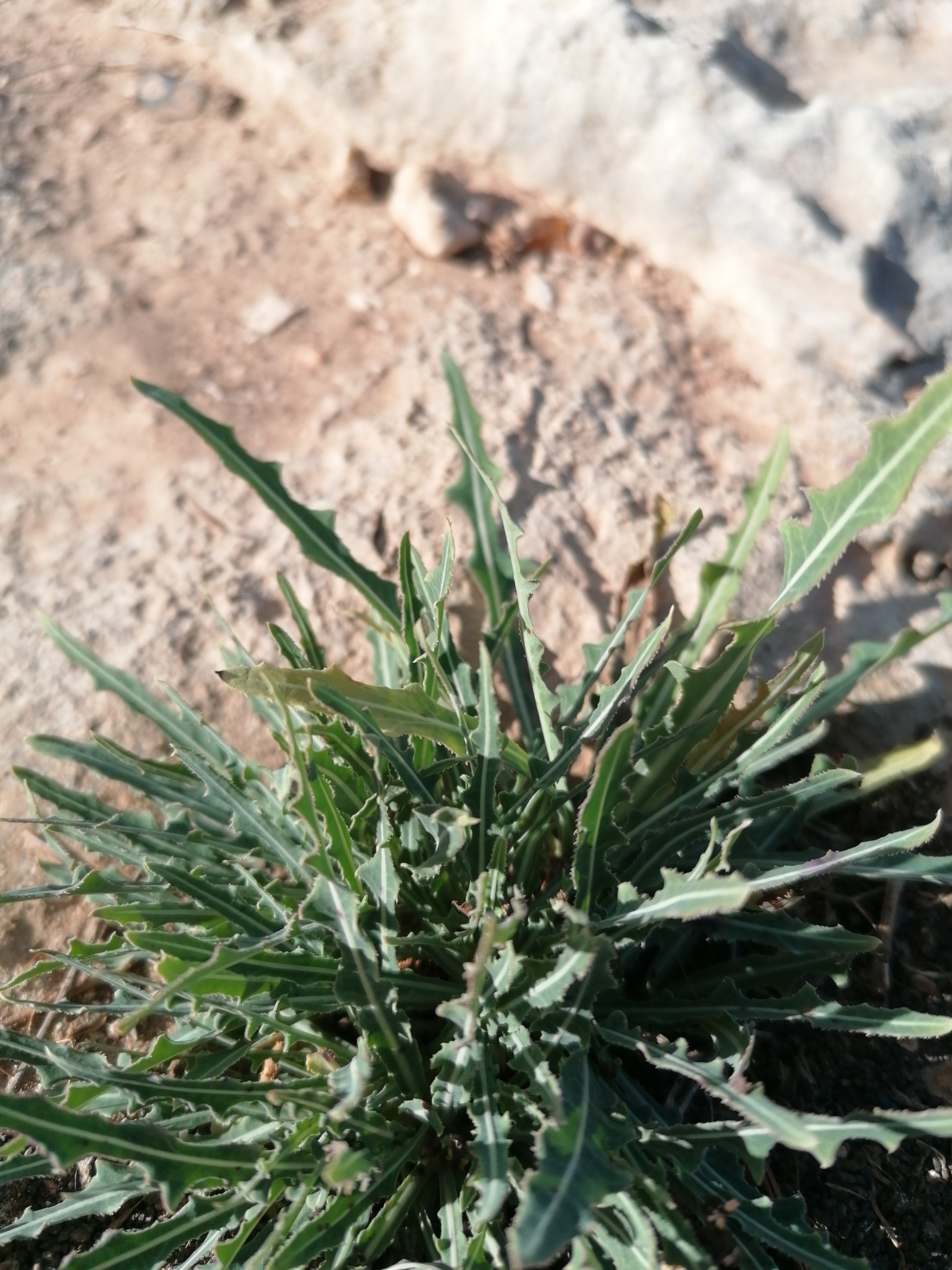 Launaea lanifera Pau