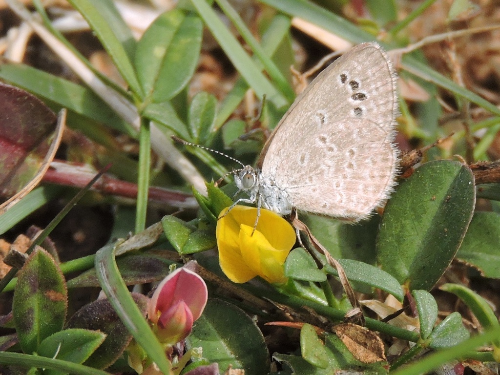 Lesser Grass Blue from Salboni on November 19, 2022 at 10:13 AM by ...