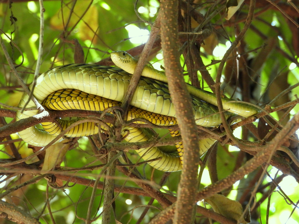 Western Green Mamba from Kombo East, The Gambia on November 16, 2022 by ...