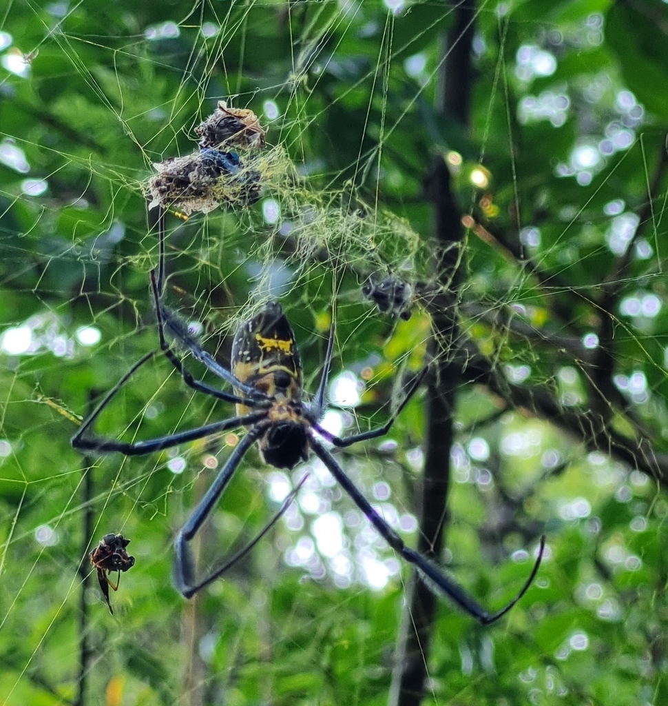 Hairy Golden Orb-weaving Spider from Namaacha, Mozambique on November ...
