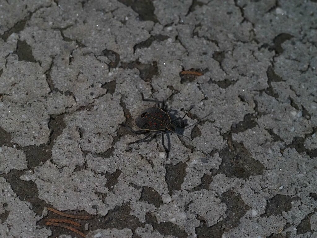 Yellow-spotted Stink Bug from Changhua, Taiwan, Taiwan on November 03 ...