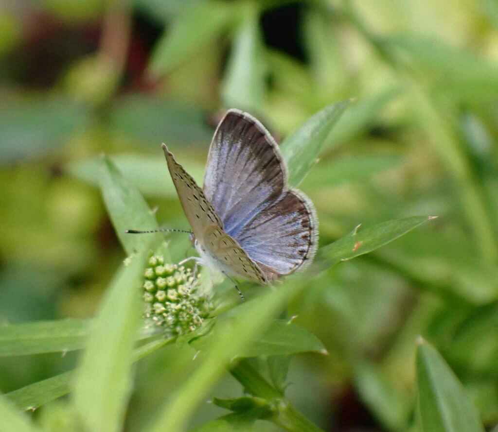 Pale Grass Blue from Jalan Perwira (loc.1) on November 19, 2022 at 01: ...