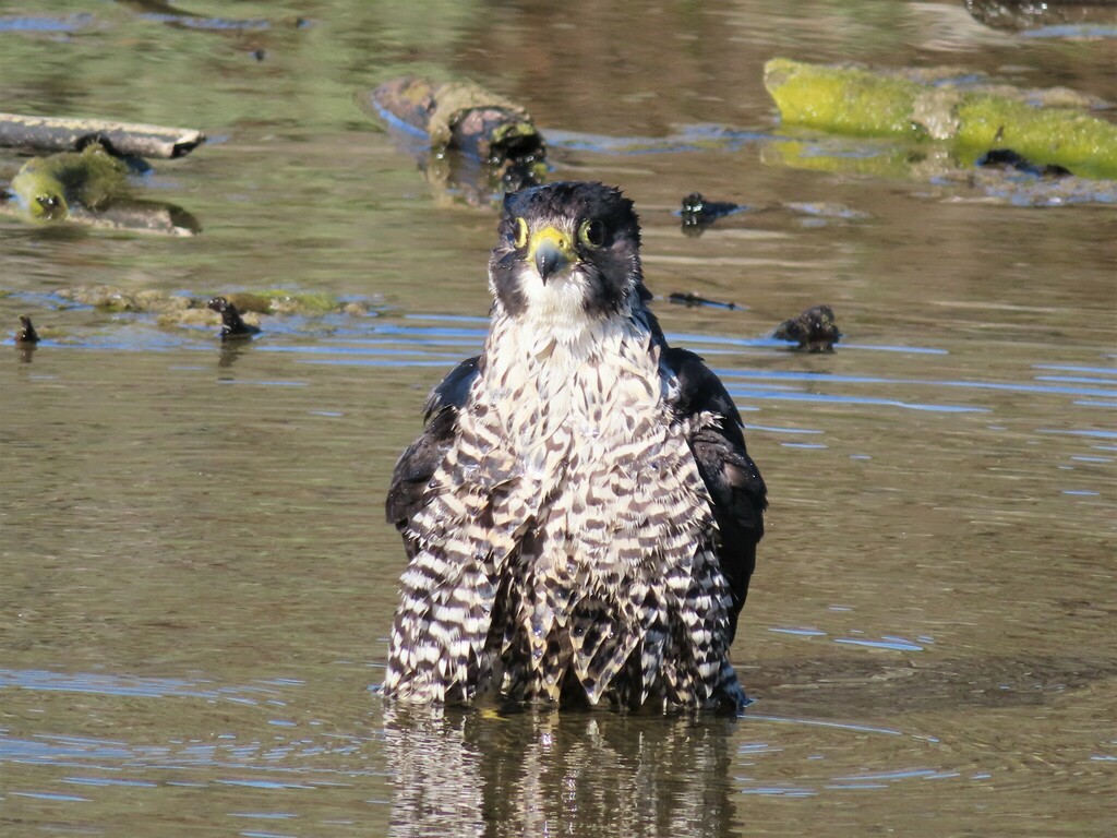 Peregrine Falcon from San Simeon, CA 93452, USA on November 17, 2022 at ...