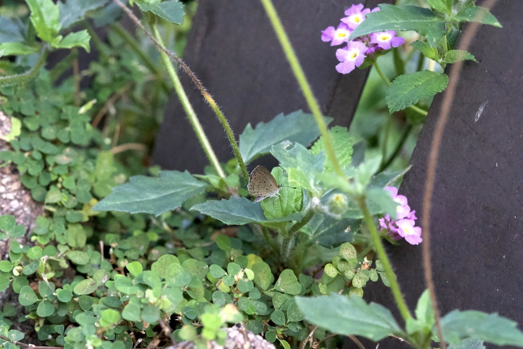Lesser Grass Blue from 香港尖沙咀 on November 05, 2022 at 03:20 PM by ...