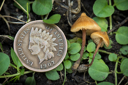 variedad Macrocystidia cucumis latifolia · NaturaLista Colombia