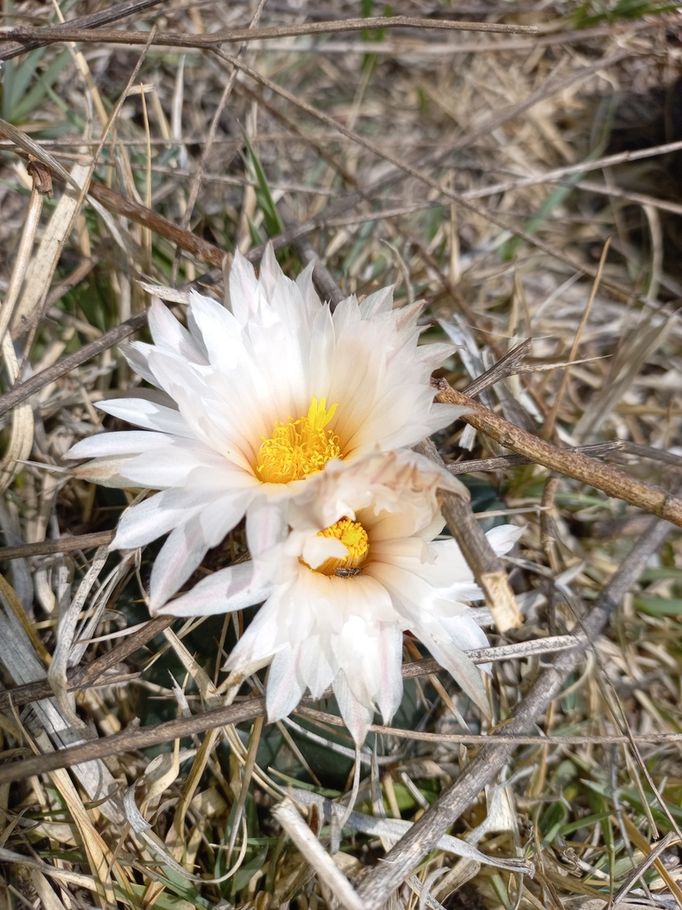 Coryphantha ottonis from Tepotzotlán, State of Mexico, Mexic on April ...