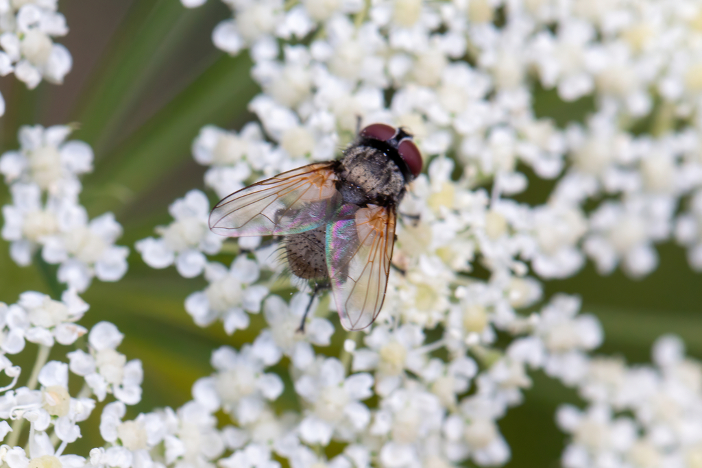 Strongygaster globula from Ekaterinburg gorsovet, Sverdlovsk, Russia on ...