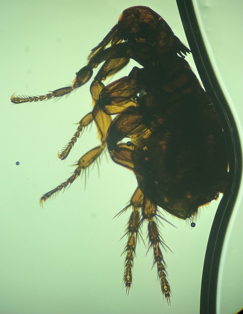 Common Eastern Rabbit Flea from Cummings School of Veterinary Medicine ...