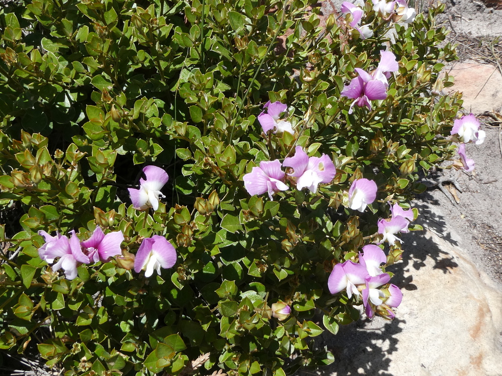 Wedgeleaf Capesweetpea (Podalyria argentea) - Botanical Realm