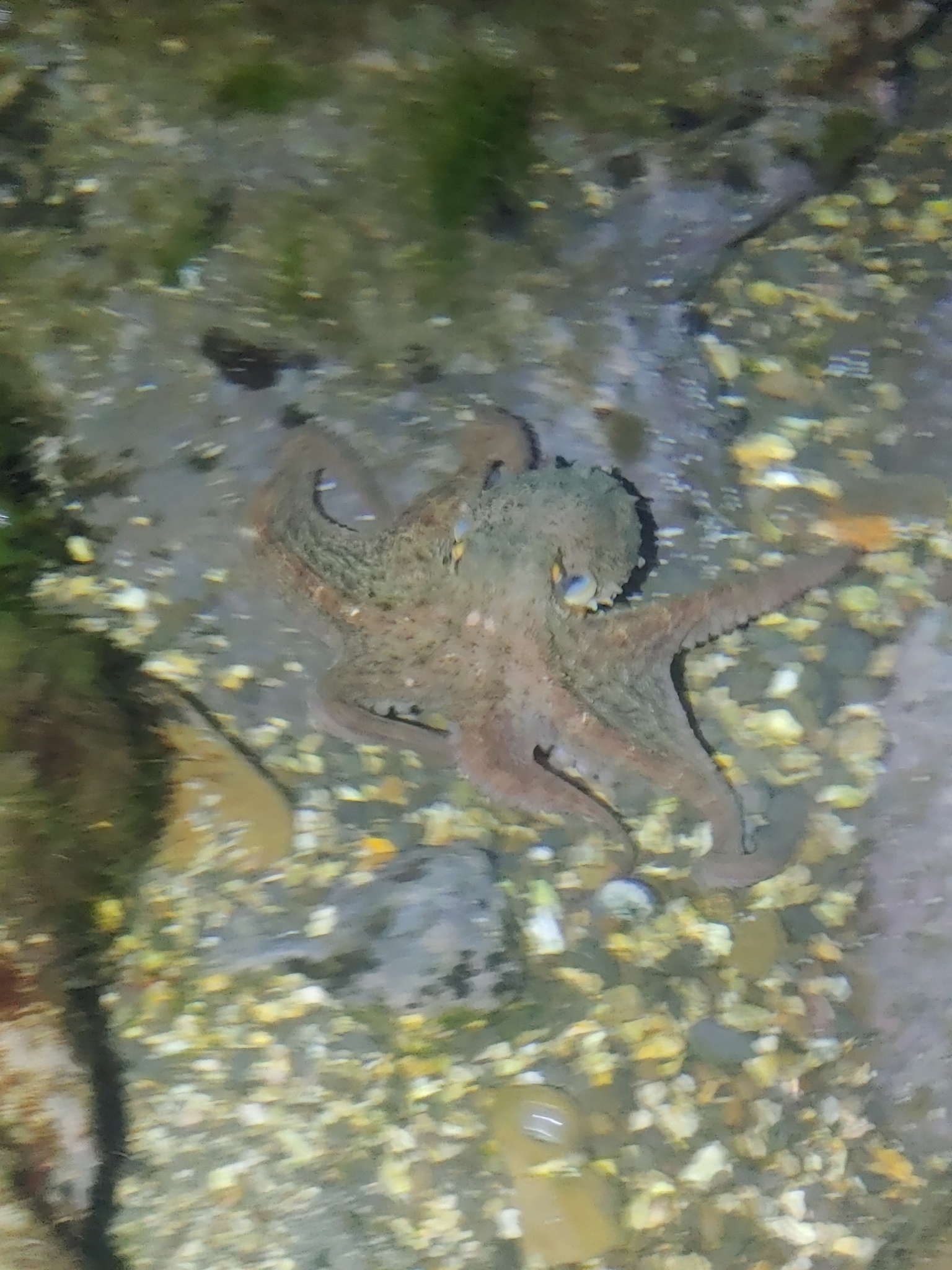 Octopus sinensis d'Orbigny, 1834