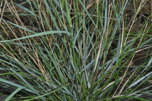 Eragrostis papposa · iNaturalist Ecuador