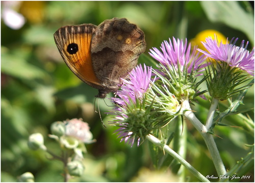 Pyronia janiroides · NaturaLista Colombia