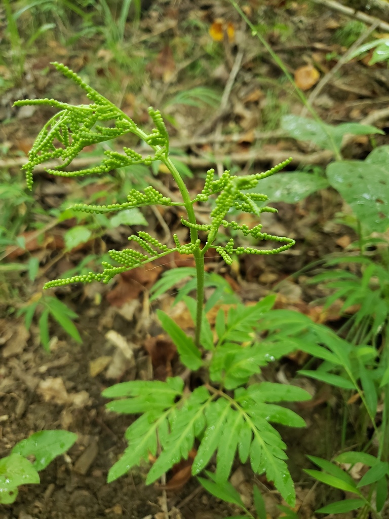 bronze fern in August 2022 by April D. Moore · iNaturalist United Kingdom