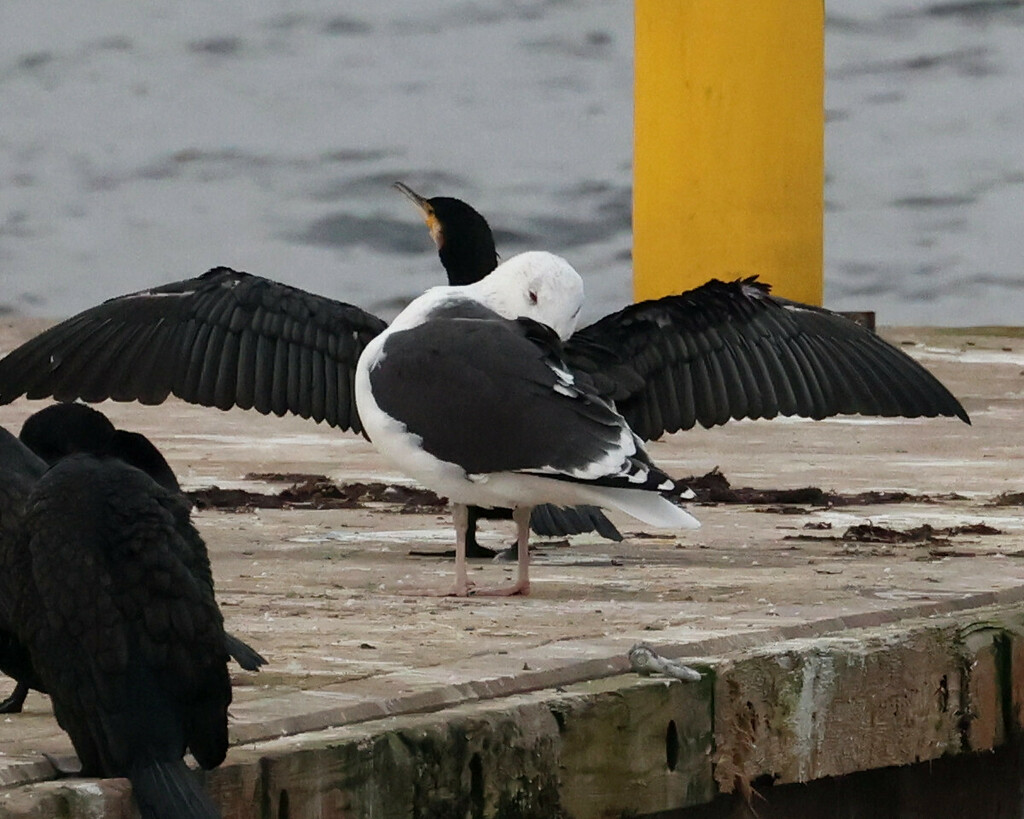 Great Black-backed Gull from Nordhavnstippen on November 12, 2022 at 01 ...