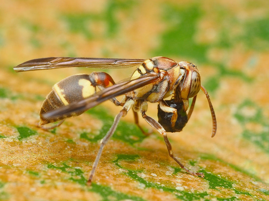 Ropalidia stigma from Central Catchment, North-East, Singapore on ...