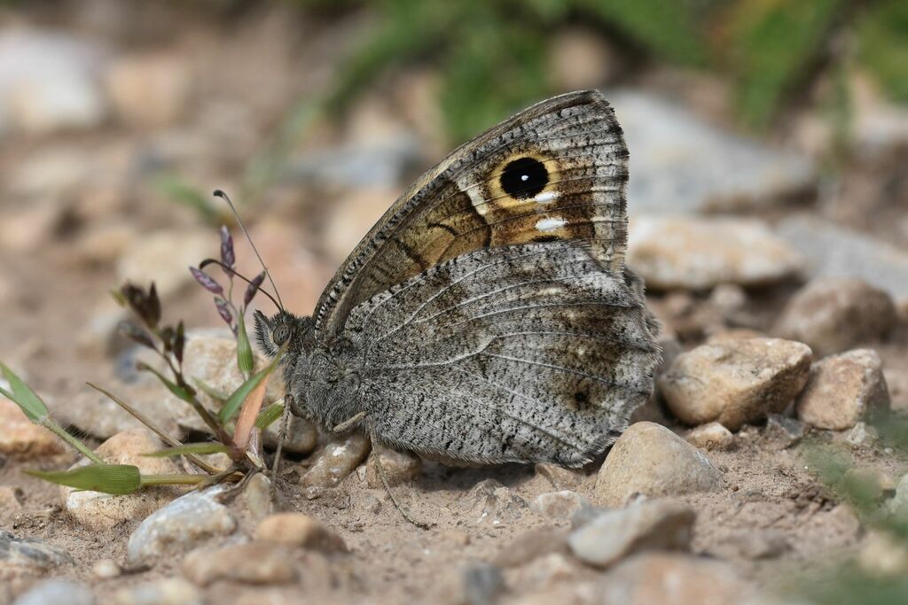 Tree Grayling in August 2019 by Markus Dumke · iNaturalist