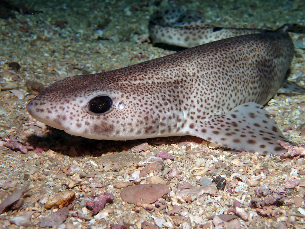 Small-spotted Catshark (Scyliorhinus canicula) - Marine Life Identification