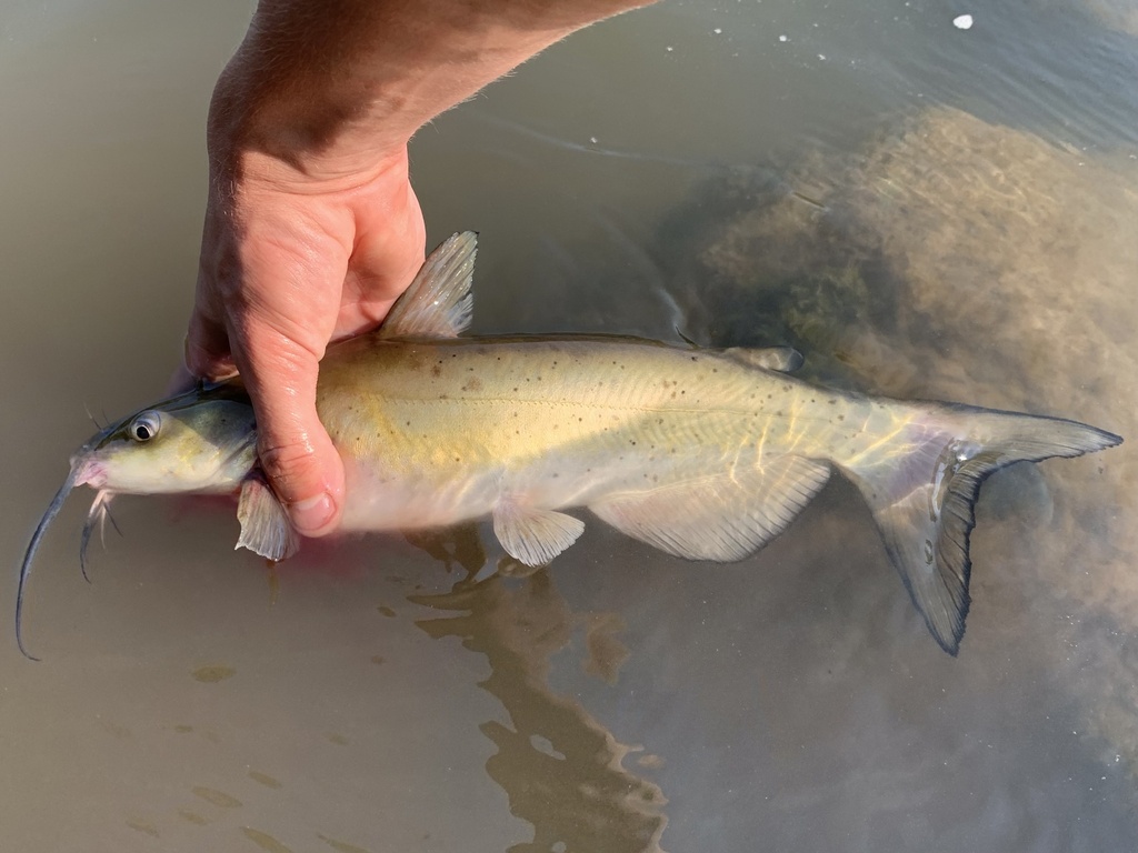 Channel Catfish (Ictalurus punctatus) - Marine Life Identification
