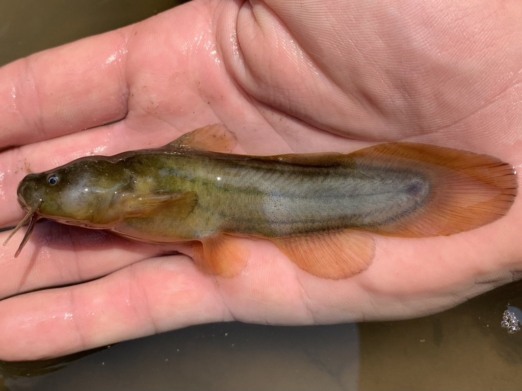 Tadpole Madtom (Noturus gyrinus) - Marine Life Identification