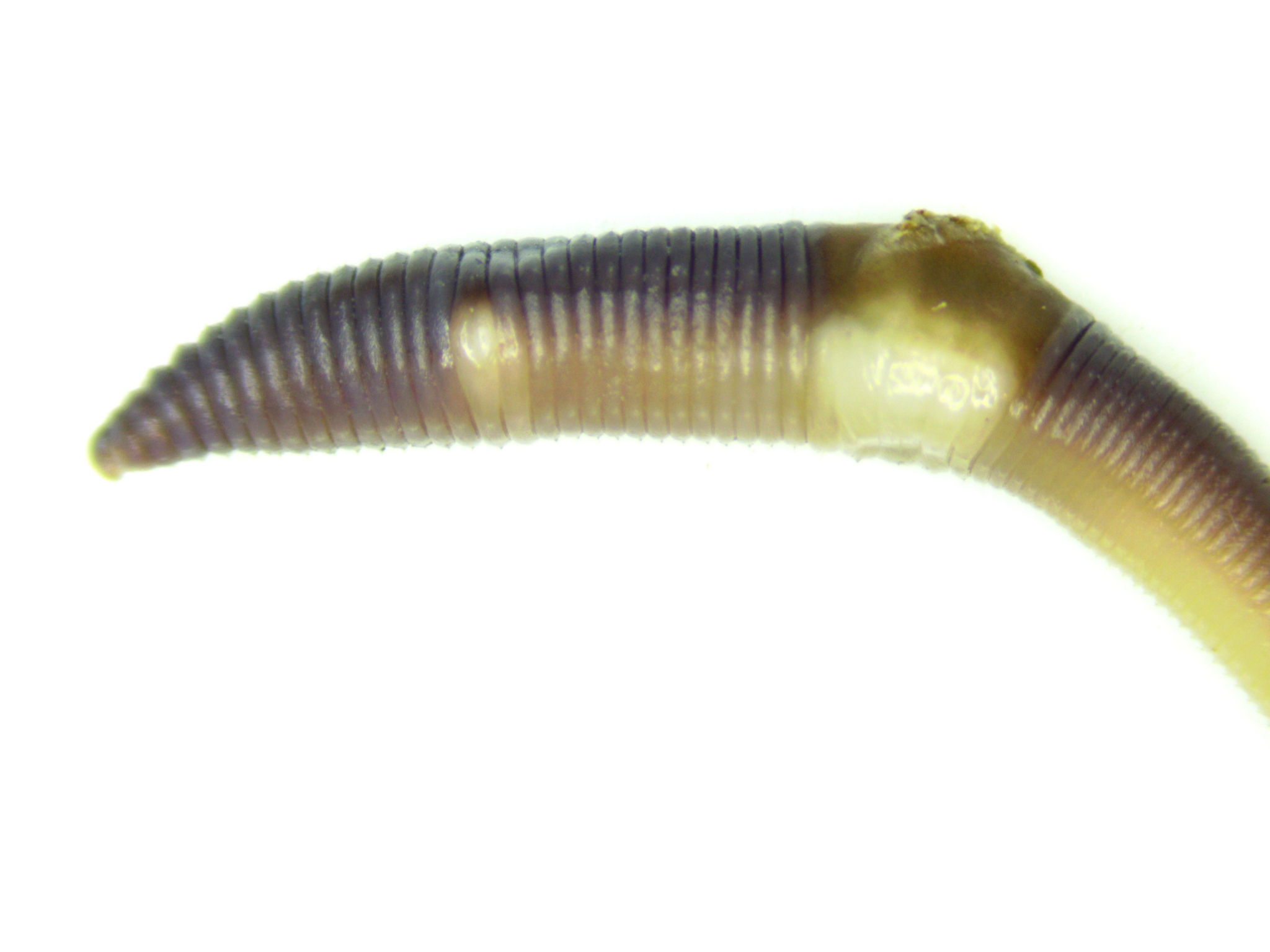 Dendrobaena octaedra (Savigny, 1826)