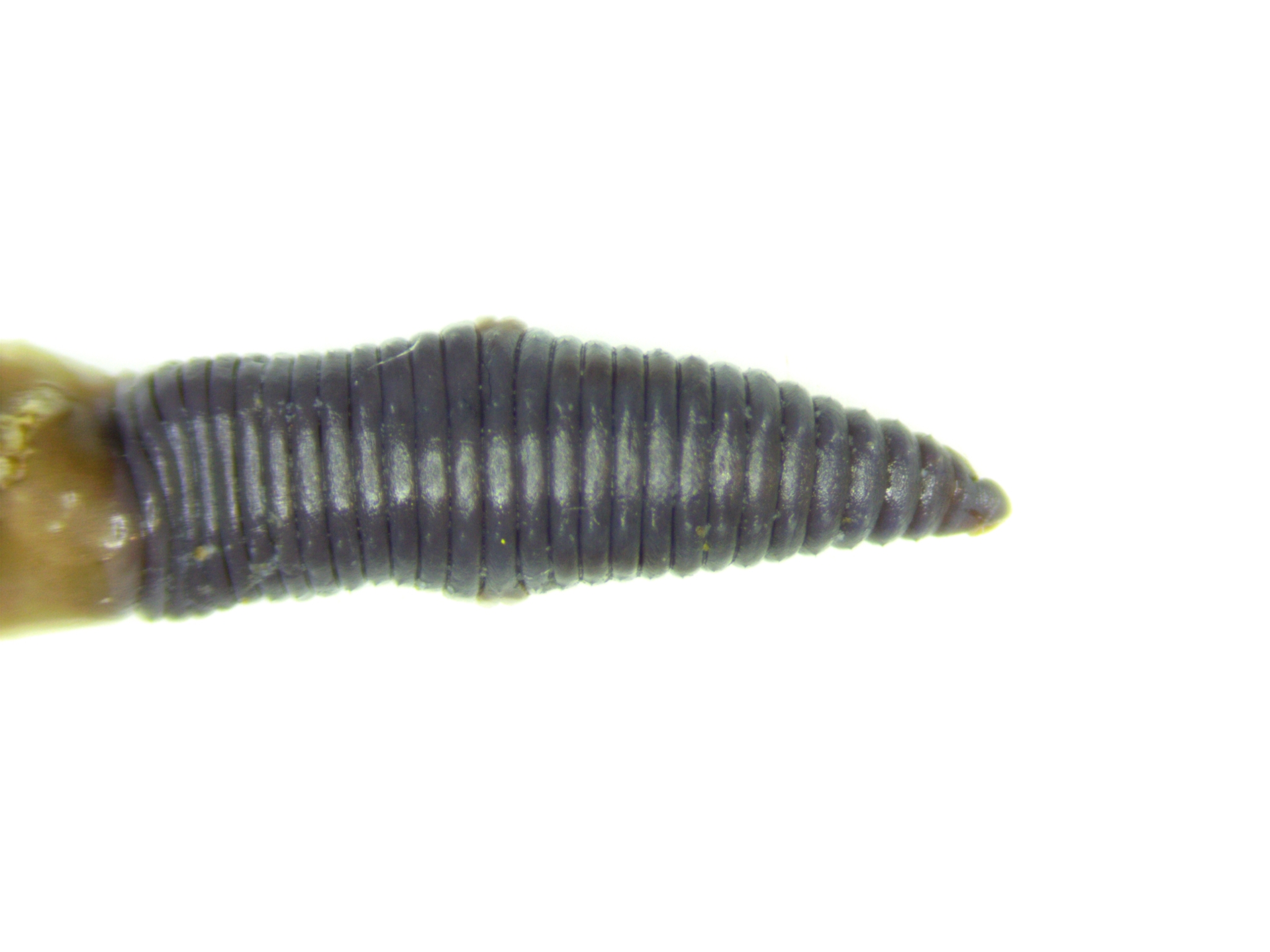 Dendrobaena octaedra (Savigny, 1826)