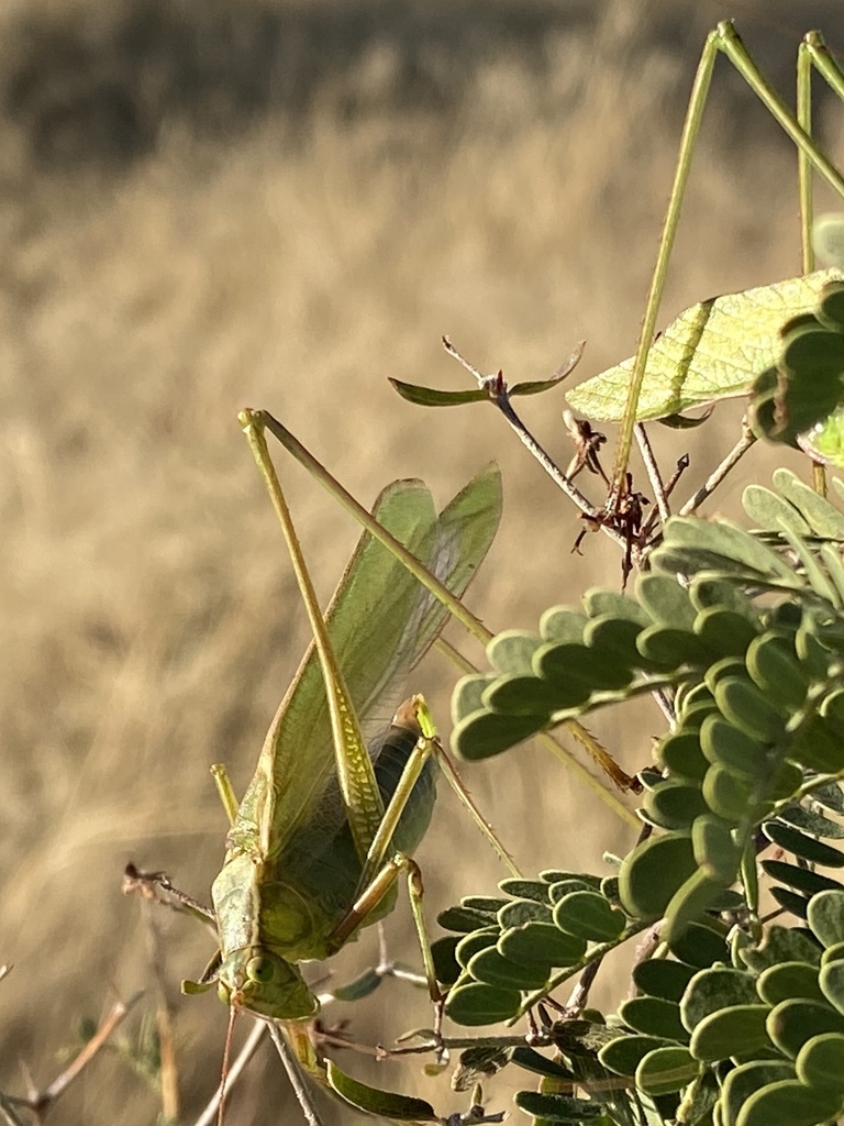 Mexican Bush Katydid from Pima County, AZ, USA on November 12, 2022 at ...