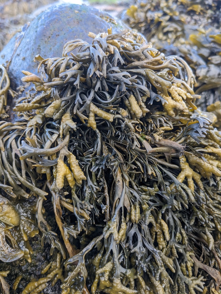 Channelled Wrack from Queensferry, South Queensferry, UK on May 25 ...