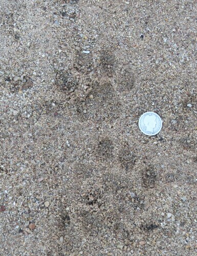 Mountain Lion Tracks – NatureTracking