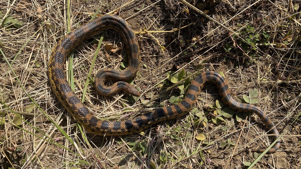 Mexican Bull Snake from Milpa Alta, CDMX, MX on November 14, 2022 at 09 ...