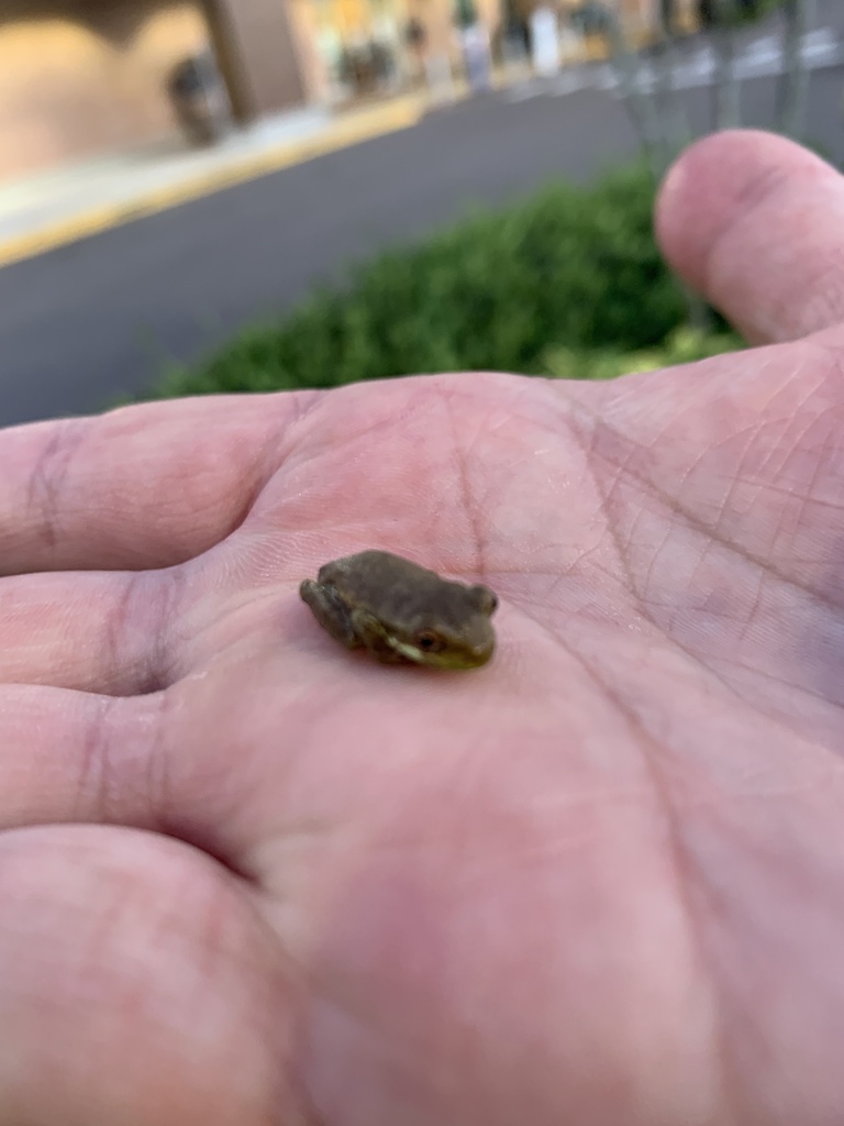 Cuban Tree Frog from University of South Florida, Tampa, FL, US on ...