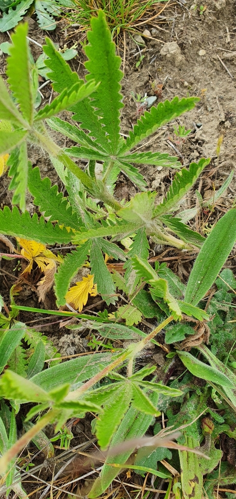 sulphur cinquefoil from Galloway, New Zealand on November 19, 2022 at ...