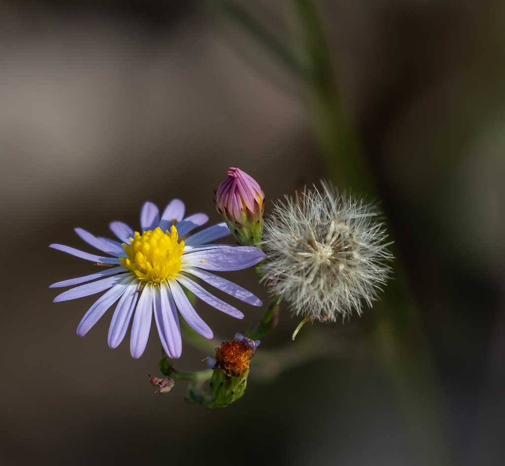 southern annual saltmarsh aster from Waco, TX, USA on October 31, 2022 ...