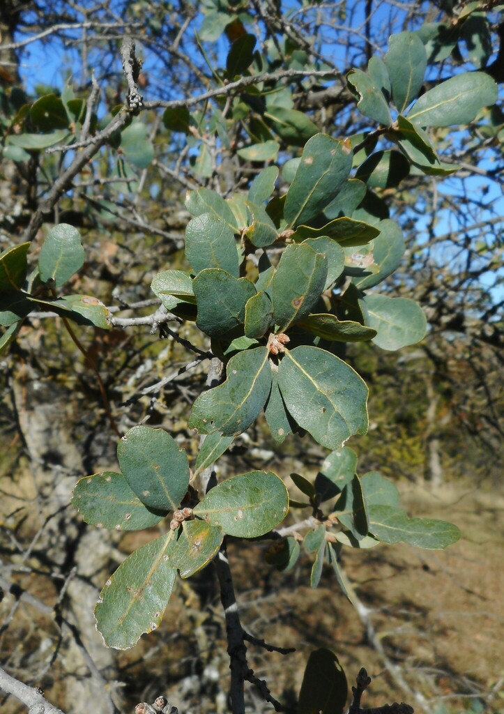 blue oak (Quercus douglasii) - Botanical Realm