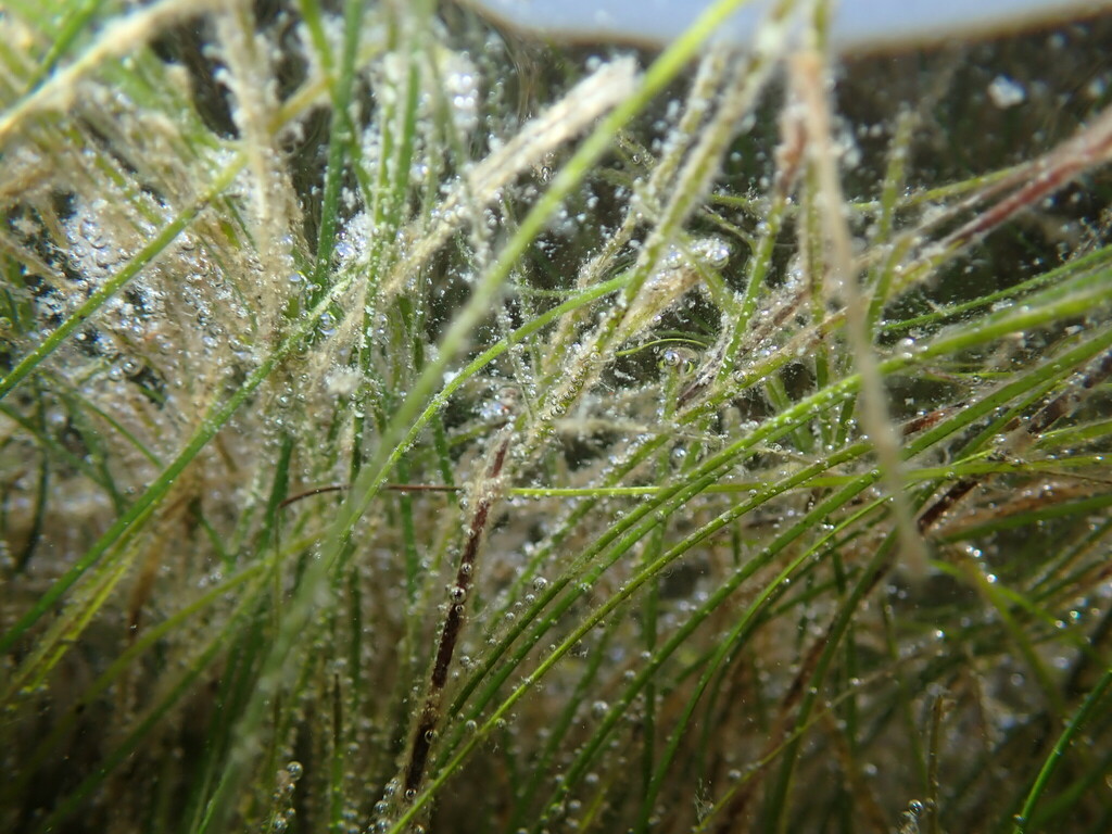 (Halodule) - Botanical Realm