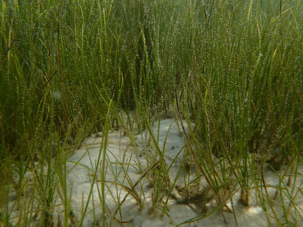 Shoalgrass (Halodule wrightii) - Botanical Realm