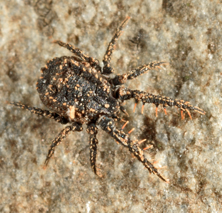 Rake-Legged Mites from Mass Audubon's Rocky Hill Wildlife Sanctuary ...