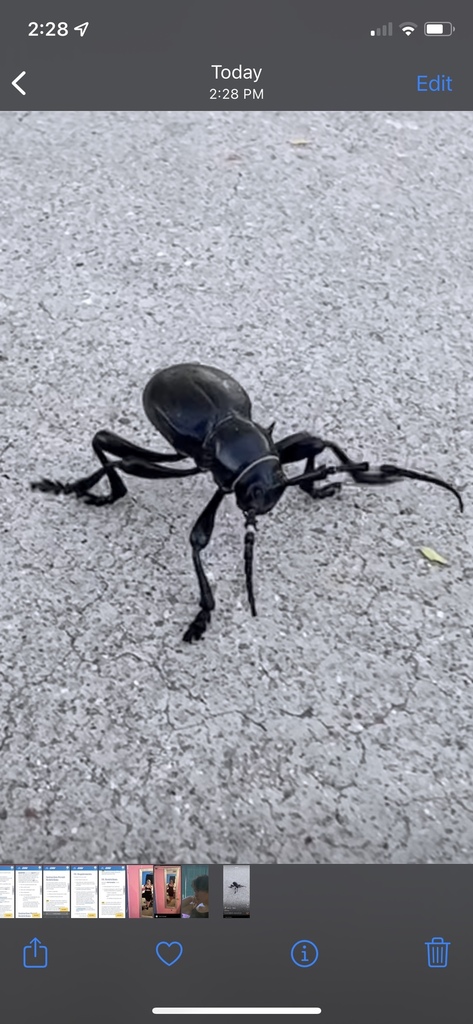 Giant Cactus Longhorn Beetle from Peart Ave, Kingman, AZ, US on ...