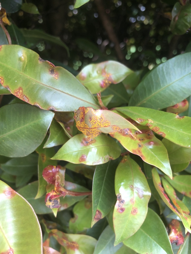 Myrtle Rust from North Island, Auckland, Auckland, NZ on November 20 ...