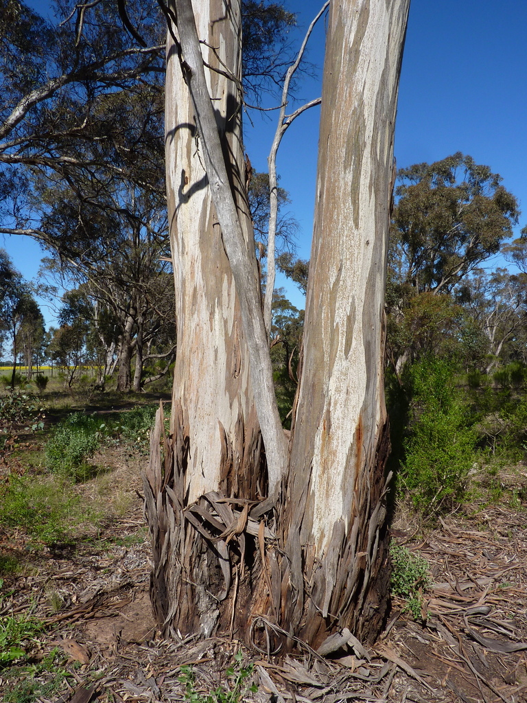 South Australian Blue Gum (Eucalyptus leucoxylon leucoxylon ...