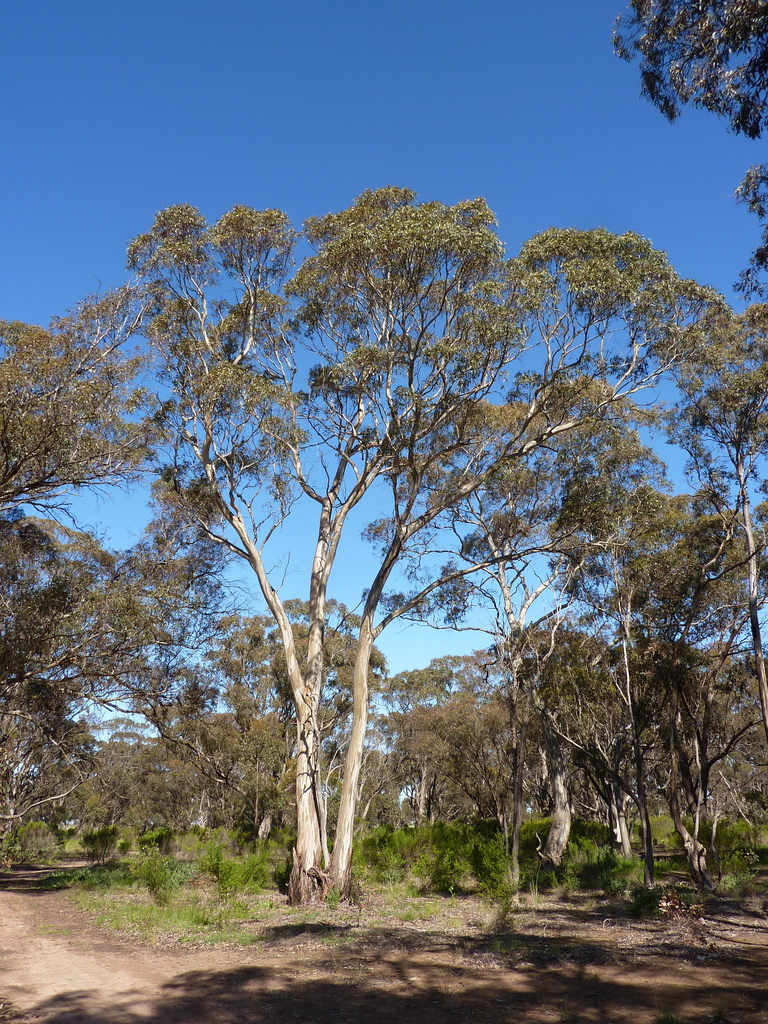 South Australian Blue Gum (Eucalyptus leucoxylon leucoxylon ...