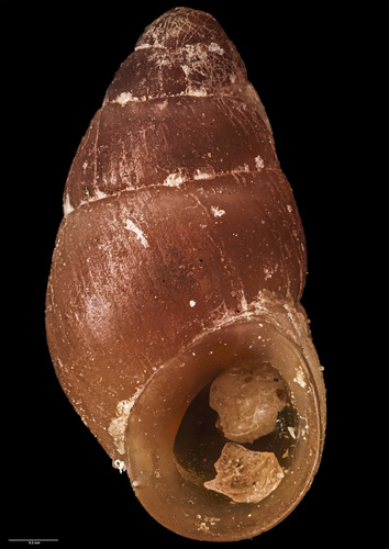 Subspecies Pisinna rekohuana rekohuana · iNaturalist