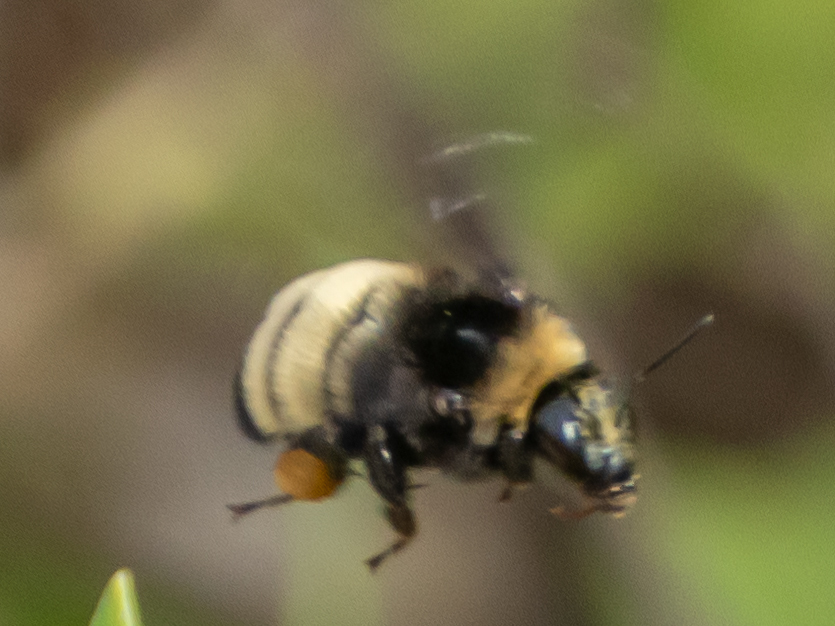American Bumble Bee from Circle C Ranch, Austin, TX, USA on October 15 ...