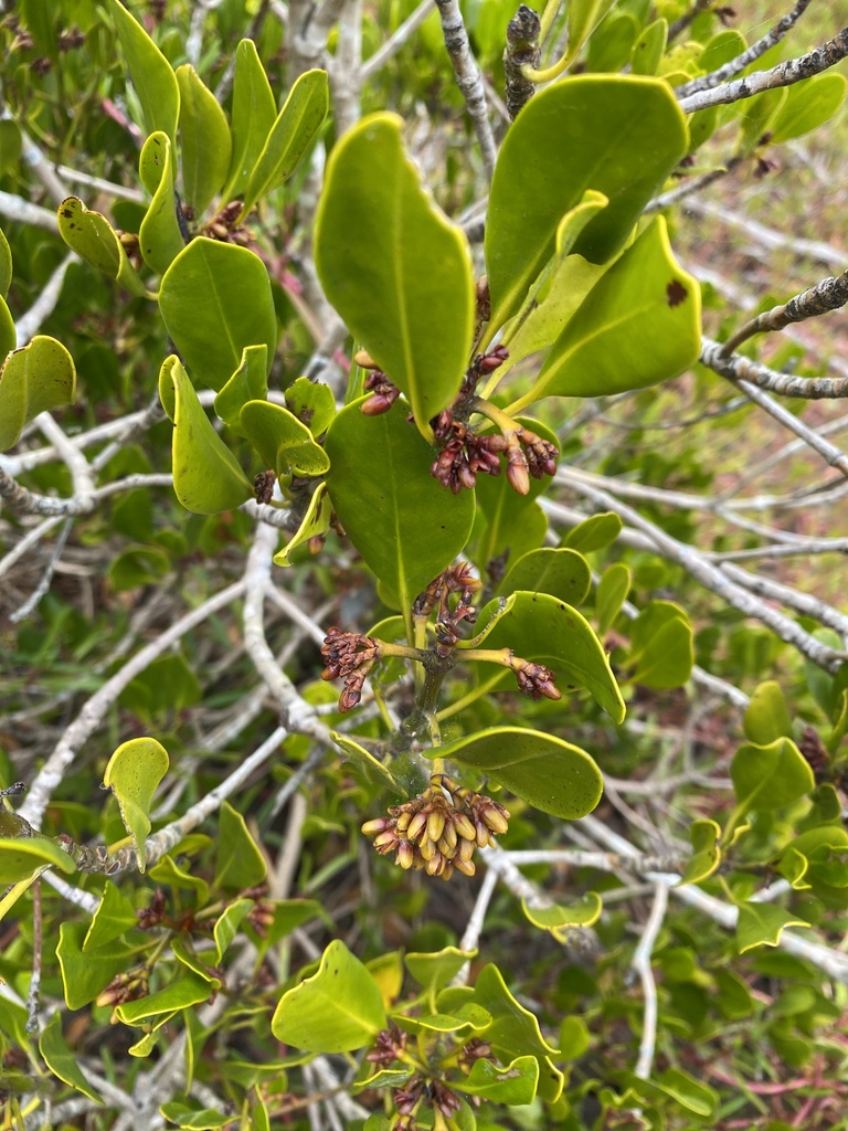 smooth-fruited yellow mangrove (Ceriops australis) - Botanical Realm