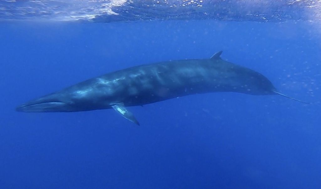 (Balaenoptera) - Marine Life Identification