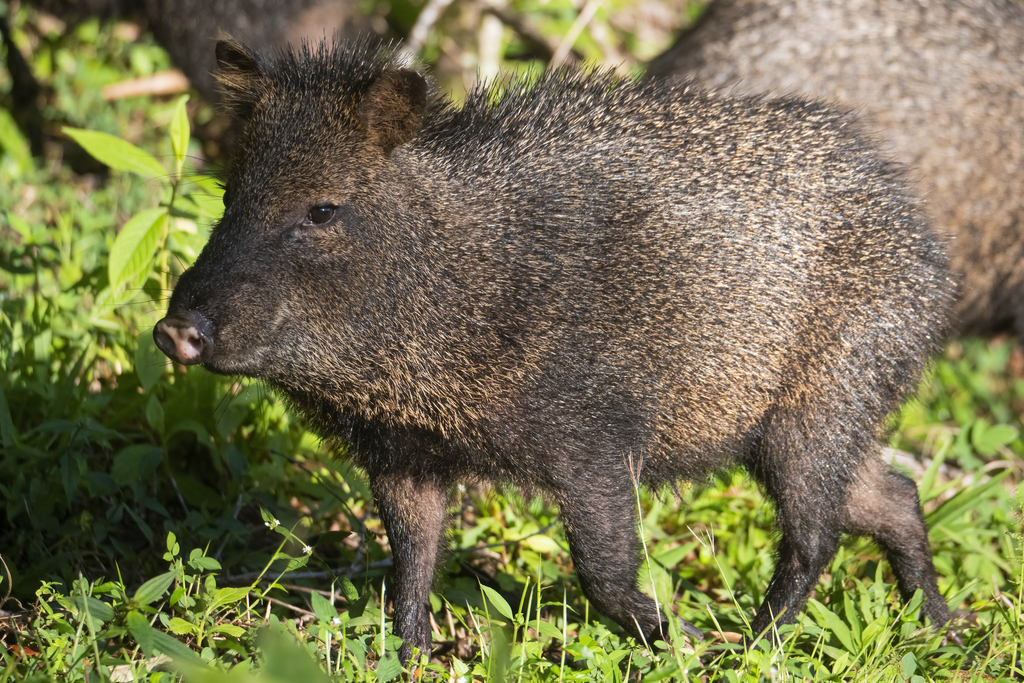 Collared Peccary (Pecari tajacu) - Know Your Mammals
