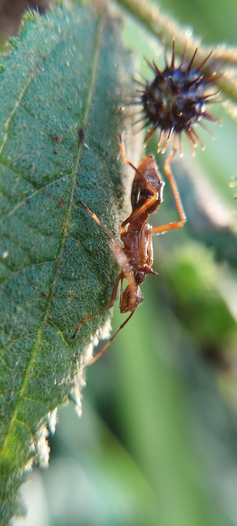 Broad-headed Bugs from Cartago, Valle del Cauca, Colombia on November ...